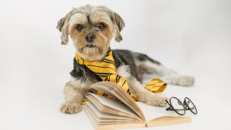 What Dog Breed Am I?