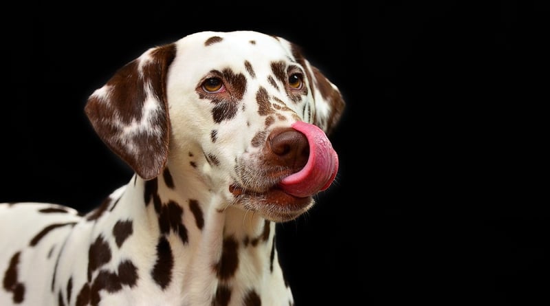 What Dog Breed Am I?